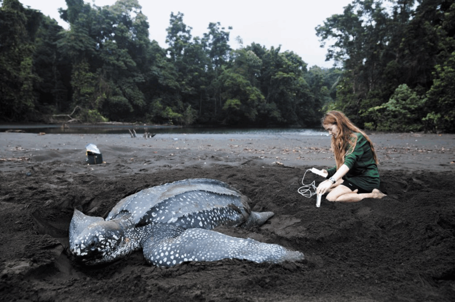Callie Veelenturf on Sea Turtle Conservation and the Rights of Nature ...